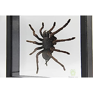 Real Giant Bird Eating Tarantula EURYPEIMA SPINCRUS Spider Taxidermy Transparent Boxed Display (Glass Background Black Frame)