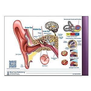 Blue Tree Publishing Ear and Audiogram Writing Tablet for Patient Education. Tablet-50 Sheets Per Tablet-1 Tablet Per Package-8 1/4" w, 11 5/8" t'