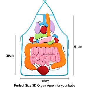 KAKIBLIN 3D Organ Apron,(Upgrade Version) Anatomy Apron Human Body Organs Awareness Educational Toy for Home Preschool Teaching Aid, Transparent