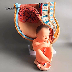 Medical Anatomical Pregnant Human Female Pelvis with Pregnancy 9 Months Baby Fetus Model Life Size with Removable Organs, 4-Parts, Hand Painted