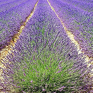 TKE Farms - English Lavender Seeds for Planting 1/4 Gram, 200 Seeds, Lavandula angustifolia