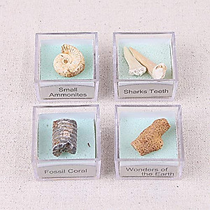 Transparent Specimen Box,Protolith Specimen Ammonite Shark Teeth Gastropod Coral Fossils Stone Collection - Random Style