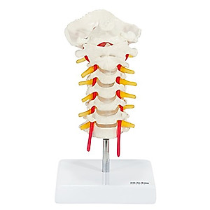 Axis Scientific Cervical Vertebra Model with Spinal Nerves and Arteries | Detailed Bony Landmarks of The Cervical Spine | Includes Occipital Bone | Essential Vertebral and Spinal Model for Education