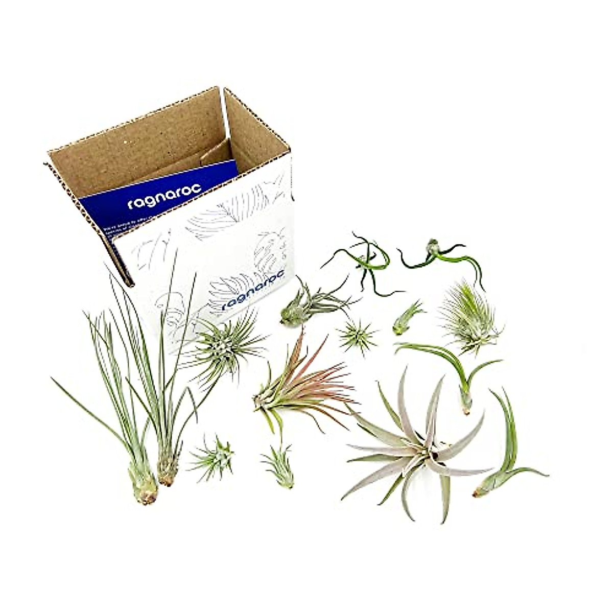 ragnaroc Live Air Plants - Tillandsia Variety, Regular 1-3" - 15ct - Live Arrival Guaranteed, House Plants for Home Decor & Gift
