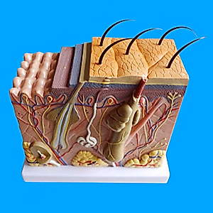 50X Human Skin Magnified Mode Laboratory Skin Model Biology Teaching