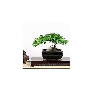 SKG INC.'s Medium Trained Juniper Bonsai"Karate Kid Bonsai Tree"