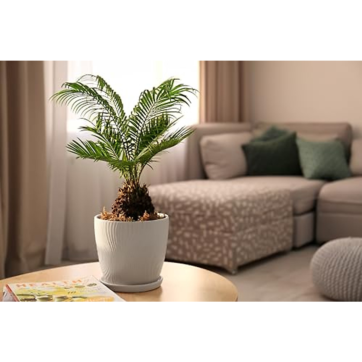 American Plant Exchange Live King Sago Palm Tree, Japanese Sago Palm Tree, Plant Pot for Home and Garden Decor, 6" Pot