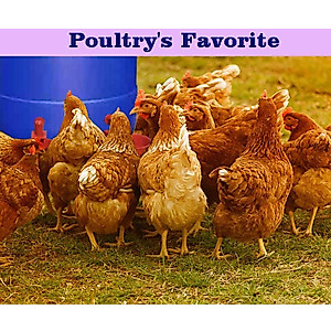 12 PCS Chicken Waterer,Chicken Water Cups,Chicken Feeder, No Waste Automatic Chicken Waterer, Keep It Clean Poultry Watering Cups,Free from Pollution Chicken Water Cup