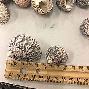 PEPPERLONELY 12PC Turbo Stripe Sea Shell, Hermit Crab Sea Shells, 1 Inch ~ 1-1/2 Inch