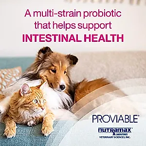 Nutramax Proviable Digestive Health Supplement Kit with Multi-Strain Probiotics and Prebiotics for Cats and Small Dogs, With 7-Strains of Bacteria, 15 mL Paste and 10 Capsules