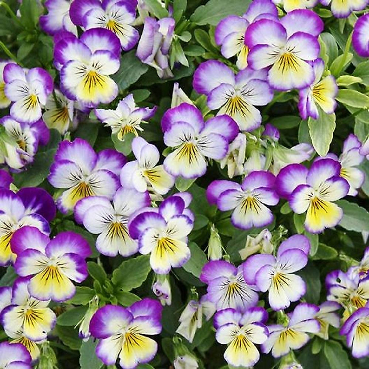 David's Garden Seeds Flower Viola Johnny Jump Up 2424 (Multi) 200 Non-GMO, Heirloom Seeds