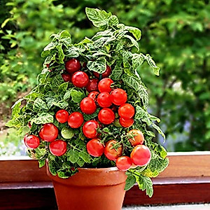 Dwarf Bush Cherry Tomatoes Seeds for Planting About 20 Seeds for Growing Indoors and Outdoors