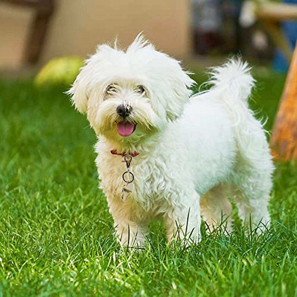 DORUI Dog Tag Clips 2 Pack Easy Change for Pet ID Tag Quick Clips Small Medium Large Dogs and Cats Collars|Silver|