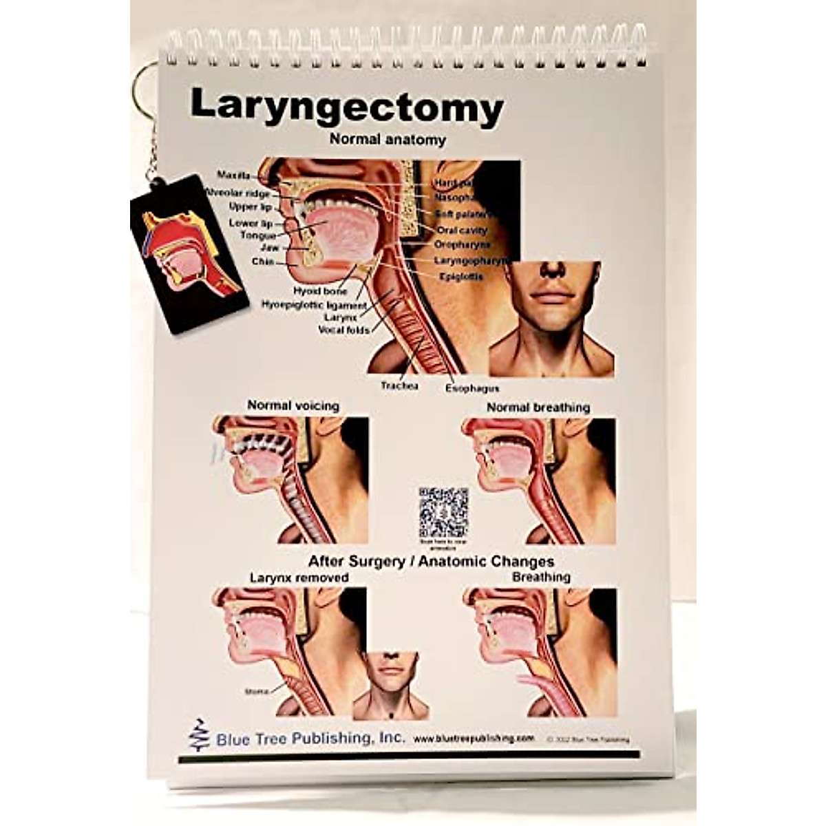 Speech Language Pathology SLP Charts Complete Series with QR Codes for Animation with Mini Head Model, Swallowing, Brain, Larynx, Lungs, Speech Articulation, Voice and More