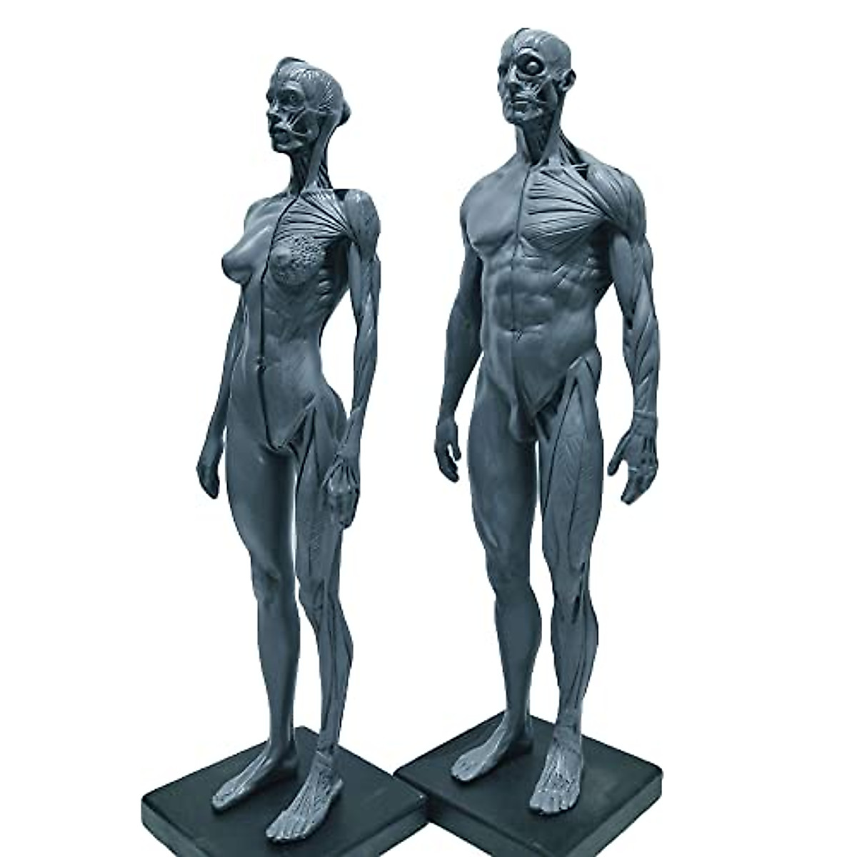 12 inch Resin Human Anatomical Anatomy Skull Head Body Model Muscle Bone Model Male and Female (Grey)