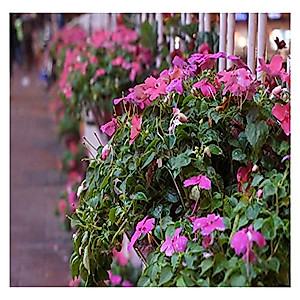 DYOSEN Digital Camera NEX-3N Mirrorless Digital Camera 16.1 MP Exmor APS-C Sensor Full HD Movie Shooting Digital Camera Photography (Color : B)