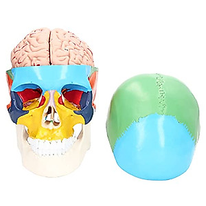 Kadimendium Human Brain Model Anatomy Removable Skullcap PVC Skull Model Anatomical Skull Model Anatomical Model with Manual for School Home Study