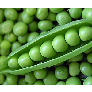 120 Lincoln Pea Seeds for Planting Heirloom Non GMO 1 Ounce of Seeds AKA Homesteader Pea Garden Vegetable Bulk Survival