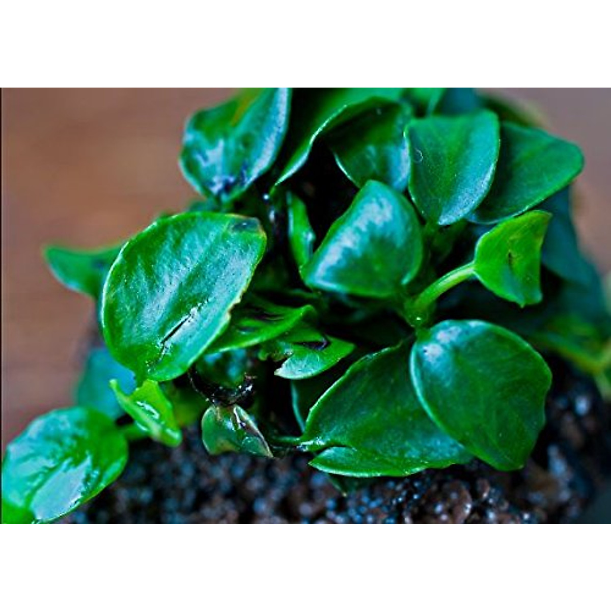 Greenpro (Anubias Nana Petite Lava Stone) Anubias, Java Fern, Moss and More! Freshwater Live Aquarium Plants on Driftwood for Aquatic Tropical Fish Tank Decorations - Easy to Drop