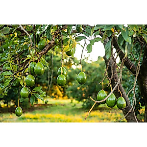 HASS Avocado Tree Grafted 2-3 Feet Tall, Avocado Live Plant for Planting