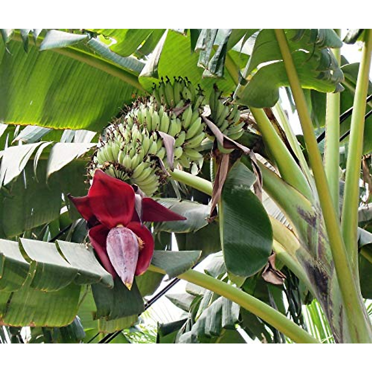 15 Banana Tree Seeds - 15 Seeds (Musa acuminata SSP. acuminata) - Pack of 15 Rare and Viable Seeds - QO Seeds