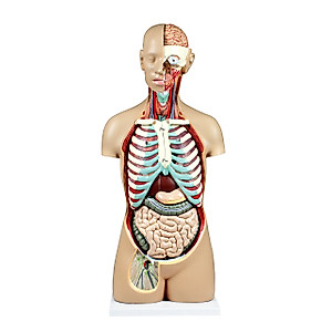Vision Scientific VAT107-DC 17 Parts Sexless Human Torso | Open Back Exposes Muscular Layers, Vertebral Volume, Nerve Branches |Neck Dissected Shows Muscular, Neural, Vascular and Glandular Structure