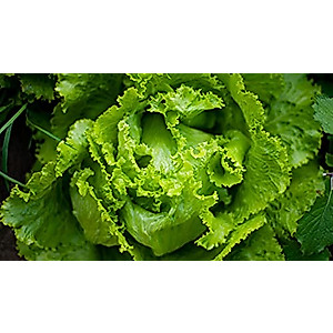 Halden Garden Lettuce Romaine Green Organic (Grows Well Everywhere)