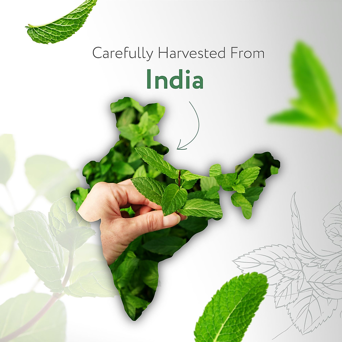 HBNO® California Bottled Peppermint Essential Oil for Diffuser 4 fl oz (120ml) - Natural Peppermint Oil for Hair - Perfect for Aromatherapy & DIY, Essential Oil Peppermint