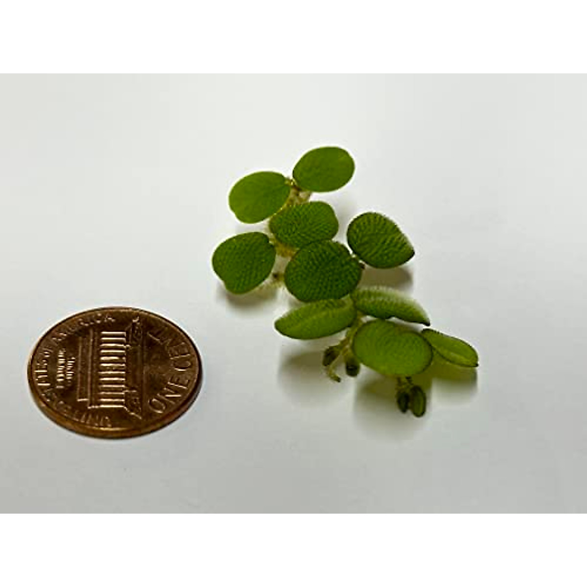 24 Water Spangles (Salvinia Minima), Live Aquarium/Aquatic/Floating/Pond/Beginner Plant NO Snail by TMD Fishkeeping