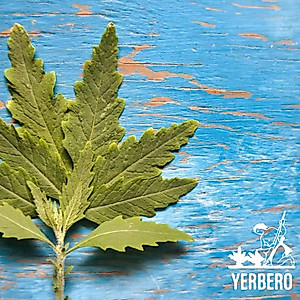 Yerbero - Dried Epazote Leaves Cut Herb 2 Oz (56 g) | Hoja De Epazote Cortadas 100% Natural | Mexican Seasoning, Tea, Edible | Epazote De Comida | Resealable Bag - Product Of Mexico.