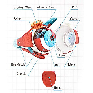 OUBO 4D Anatomical Human Eyes Structural Model Anatomy Medical Teaching School