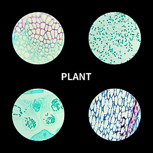 100Pcs Prepared Microscope Slides Set Professional Specimens for Kids Student Homeschool Use