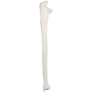 Axis Scientific Ulna Bone Model | Right | Cast from a Real Human Ulna Bone l Forearm Bone Model Has Realistic Texture and Important Bony Landmarks | Includes Product Manual