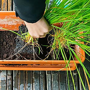 1000+ Lemongrass Seeds for Planting - Perennial Plant Outdoor Indoor Home