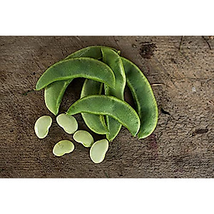 David's Garden Seeds Bean Lima Pole King of The Garden 6789 (White) 25 Non-GMO, Heirloom Seeds