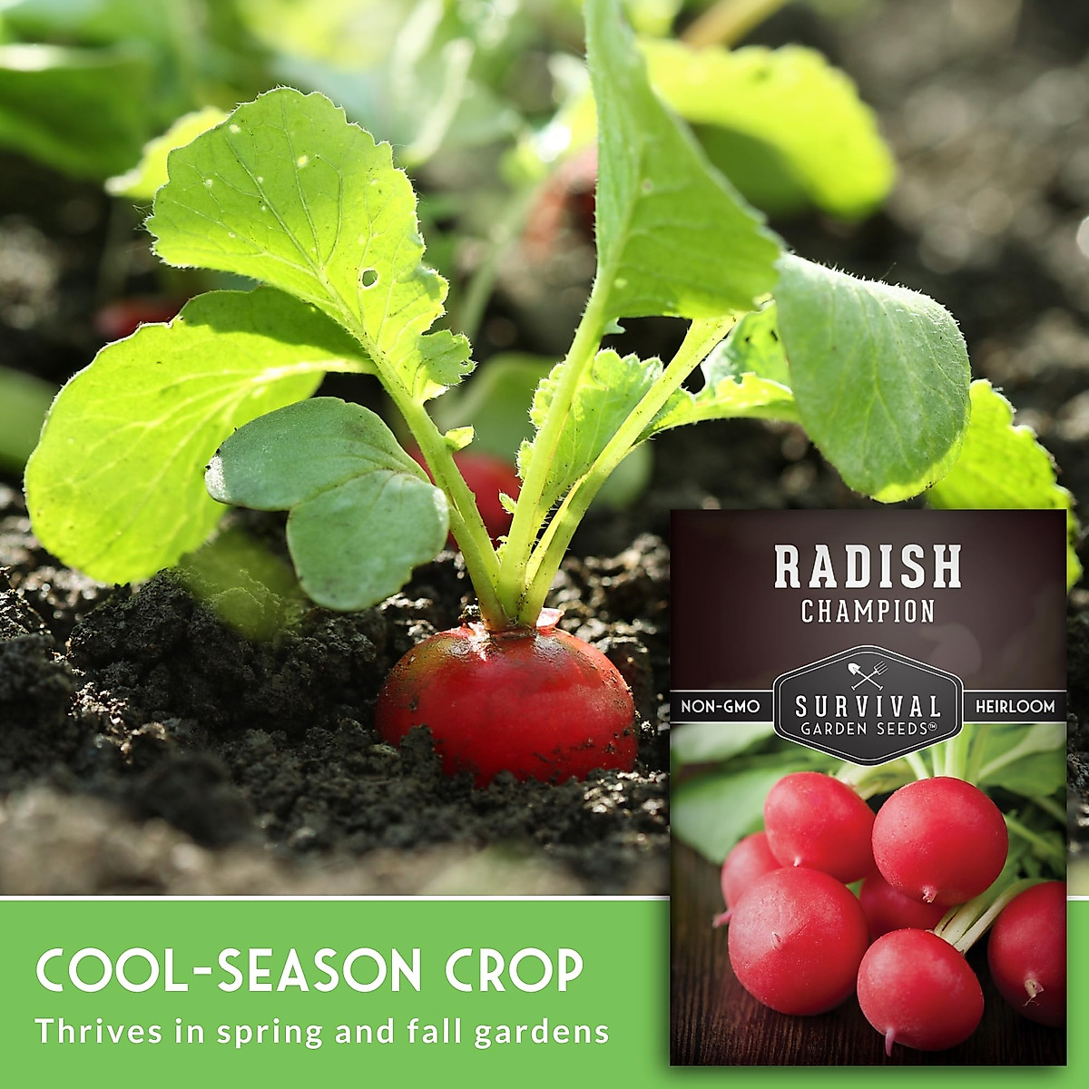 Survival Garden Seeds - Champion Radish Seed for Planting - Packet with Instructions to Plant and Grow Red Radishes in Your Home Vegetable Garden - Non-GMO Heirloom Variety