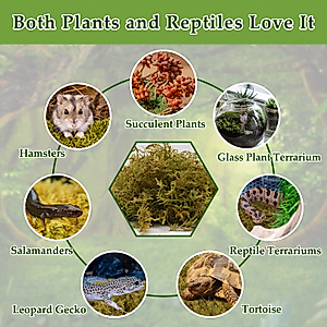 Halatool 9OZ Natural Sphagnum Moss for Reptiles Green Live Moss for Terrarium Plants Long Fiber Reptile Moss for Leopard Gecko Snake Hamsters Tortoises Frogs Lizards Salamanders