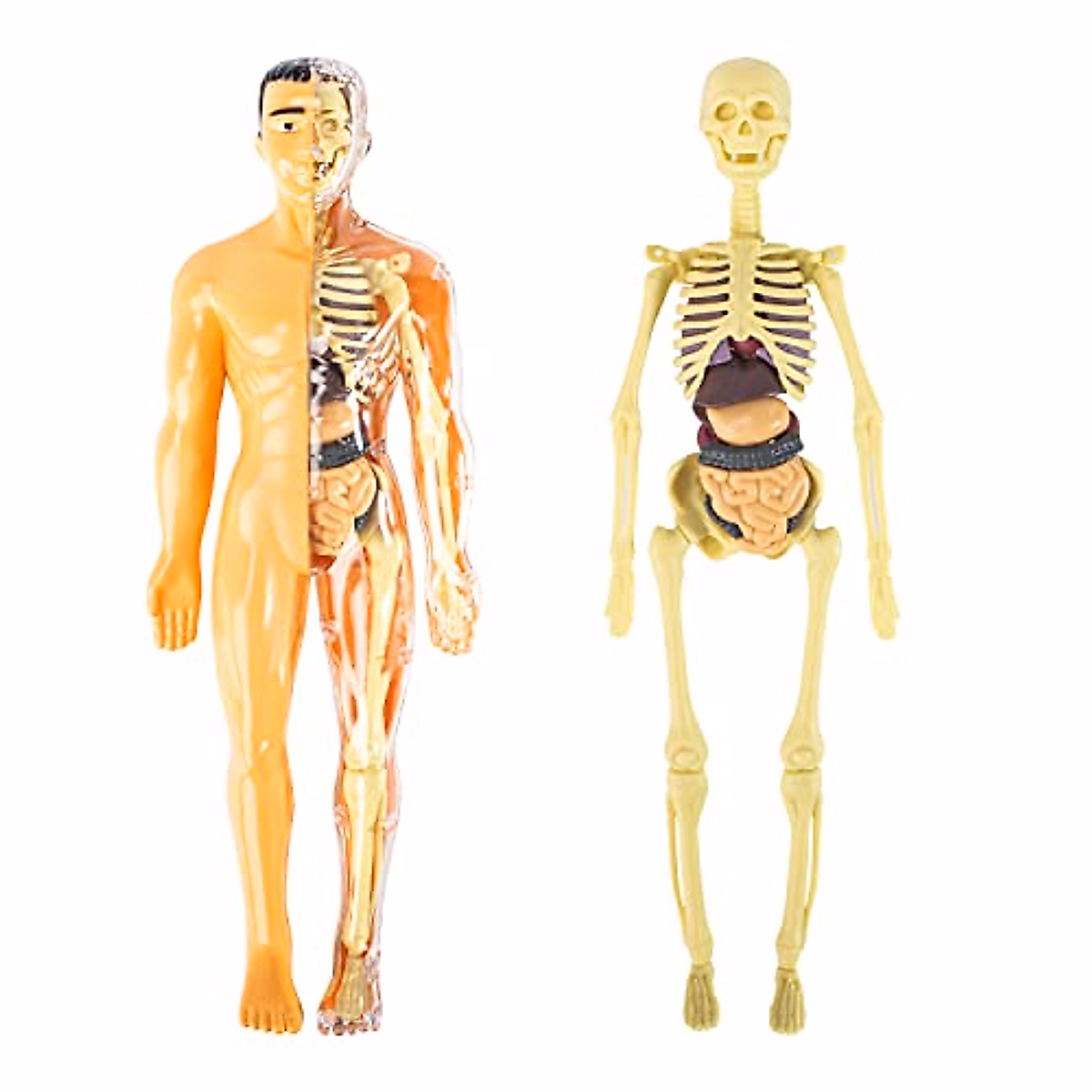 Hiawbon 3-D Human Body Model People Action Figure Human Torso Body Anatomy Interactive Scientific Kit with Removable Organs and Skeleton Model,Set A