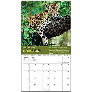 National Geographic Big Cats 2021 Wall Calendar