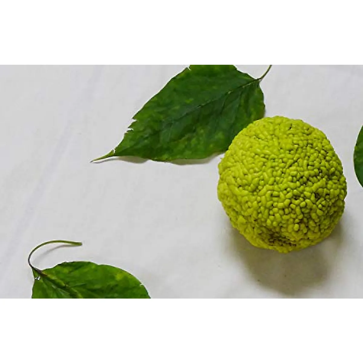 Osage Orange Tree, 30+ Premium Heirloom Seeds, Exotic & Rare, 60-80% Germination Rates, (Isla's Garden Seeds), Non GMO Seeds