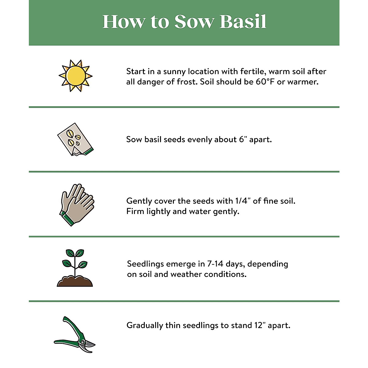 Burpee Sweet 500 Non-GMO Seeds for Planting | Grow Fresh Herb in Home Garden | Classic Basil Variety for Italian Cooking