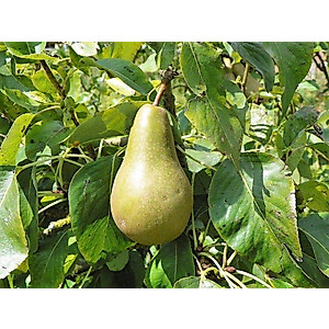 European Pear Tree Pyrus Communis Fruit Seeds - White Flowers / Green Fruit rasa1ca (25 Seeds)