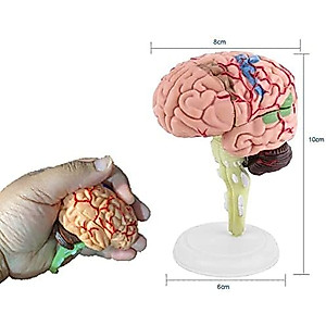 Disassembled Human Brain Model Structural Anatomy Medical Teaching Learning Tool