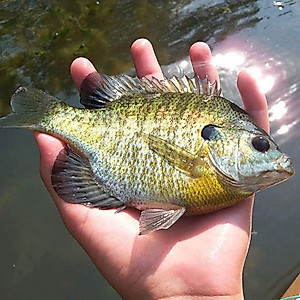 XFISHMAN-Crappie-Jigs-Marabou-Feather-Hair-Jigs-for-Crappie-Fishing-baits-and-lures kit Panfish Trout 1/8 1/16 1/32 oz