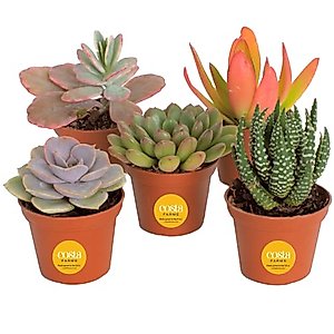 Costa Farms Succulents (5 Pack), Live Mini Succulent Plants, Grower's Choice Live Houseplants, Potted in Nursery Plant Pots, Potting Soil, Gift for Bulk Baby Shower, Bridal Shower, DIY Room Decor