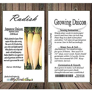 Big Pack - (3,000) Japanese Daikon - Daikon Radish Seeds - Japanese Radish - Non-GMO Seeds by MySeeds.Co (Big Pack - Daicon Radish)