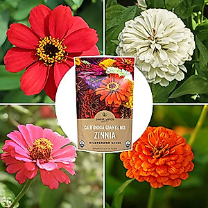 Bulk Zinnia Seeds - California Giants Mix - Bulk 1/4 Pound Bag Over 12,000 Flower Seeds - Mixed Colors and Large Blooms