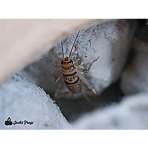 Josh's Frogs 3/4"" Banded Crickets (1000 Count)