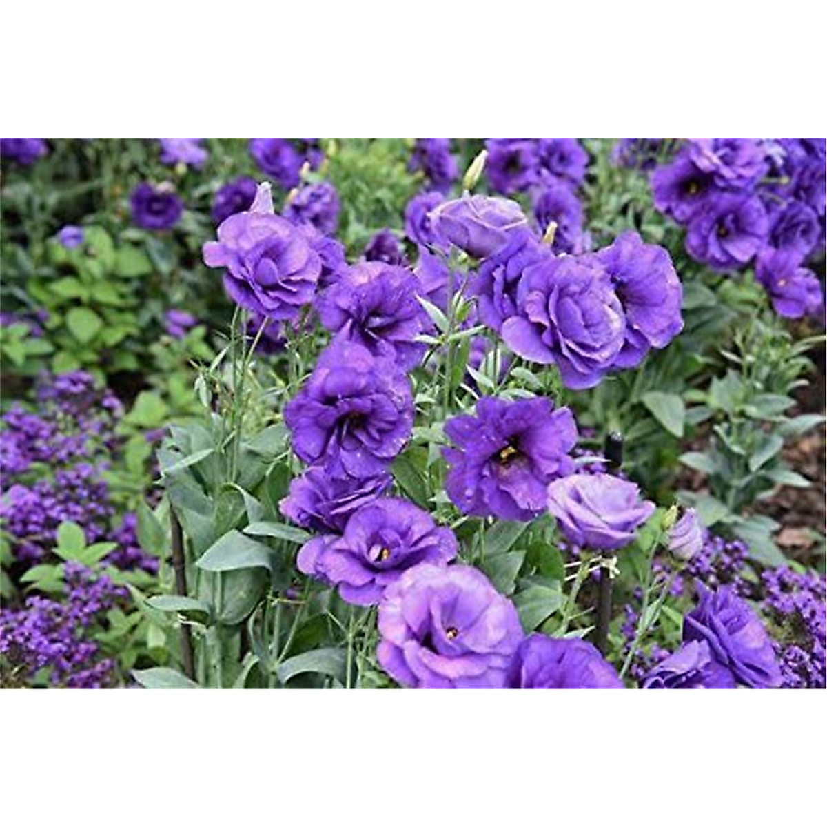 zellajake Rare Flower Seeds Purple Lisianthus Seeds 100Pcs Eustoma Fllower Seeds Plants Perennial Flowering Plants Balcony Potted Flowers Seeds