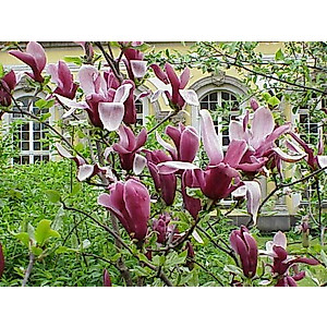 Jane Magnolia Tree - Live Plant/Shrub/Bush - 6-12" Tall Seedling - 2.5" Pot - Ships Potted
